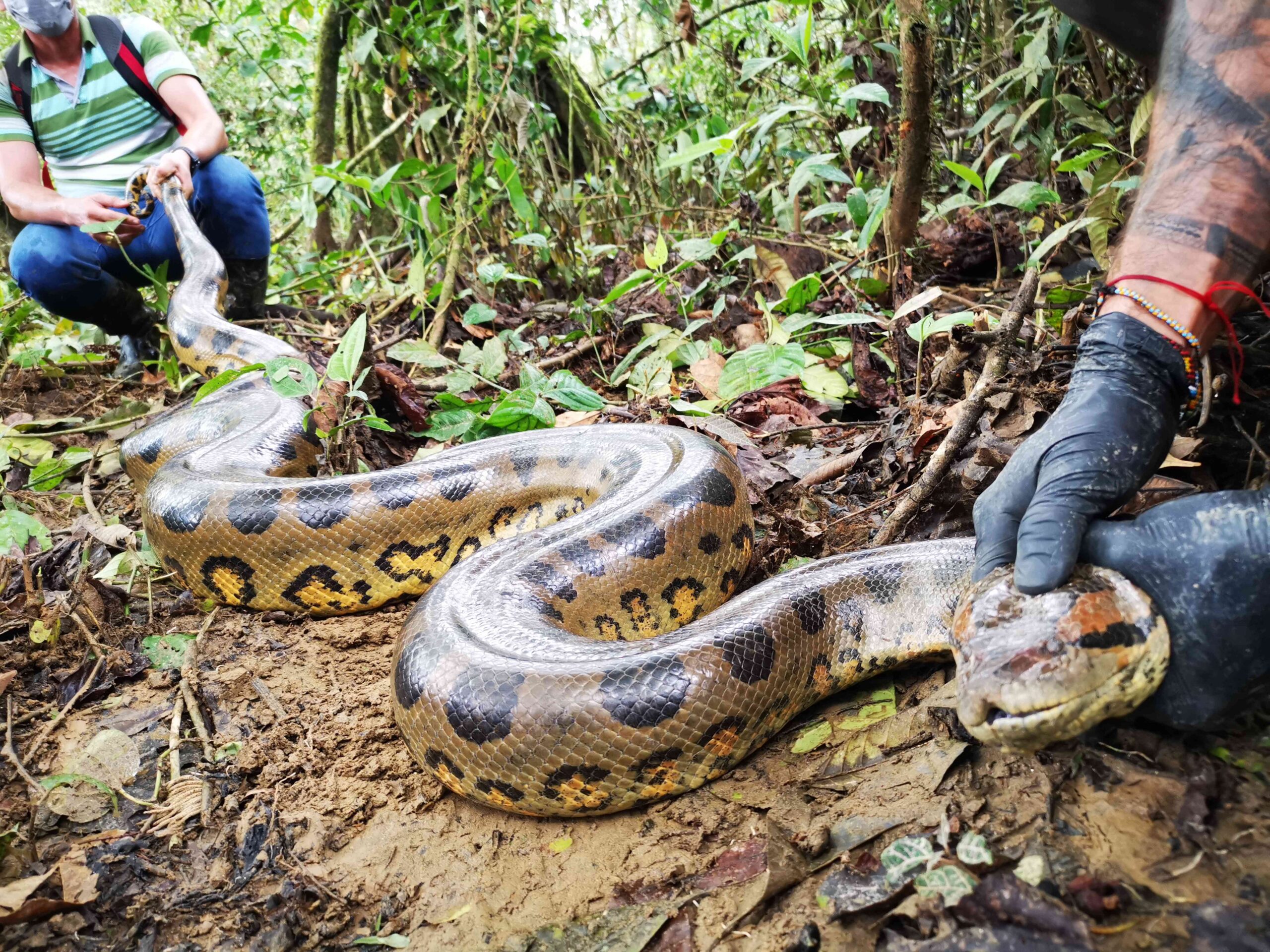 La anaconda en la carretera amazónica: ¿Te atreves a descubrirla?