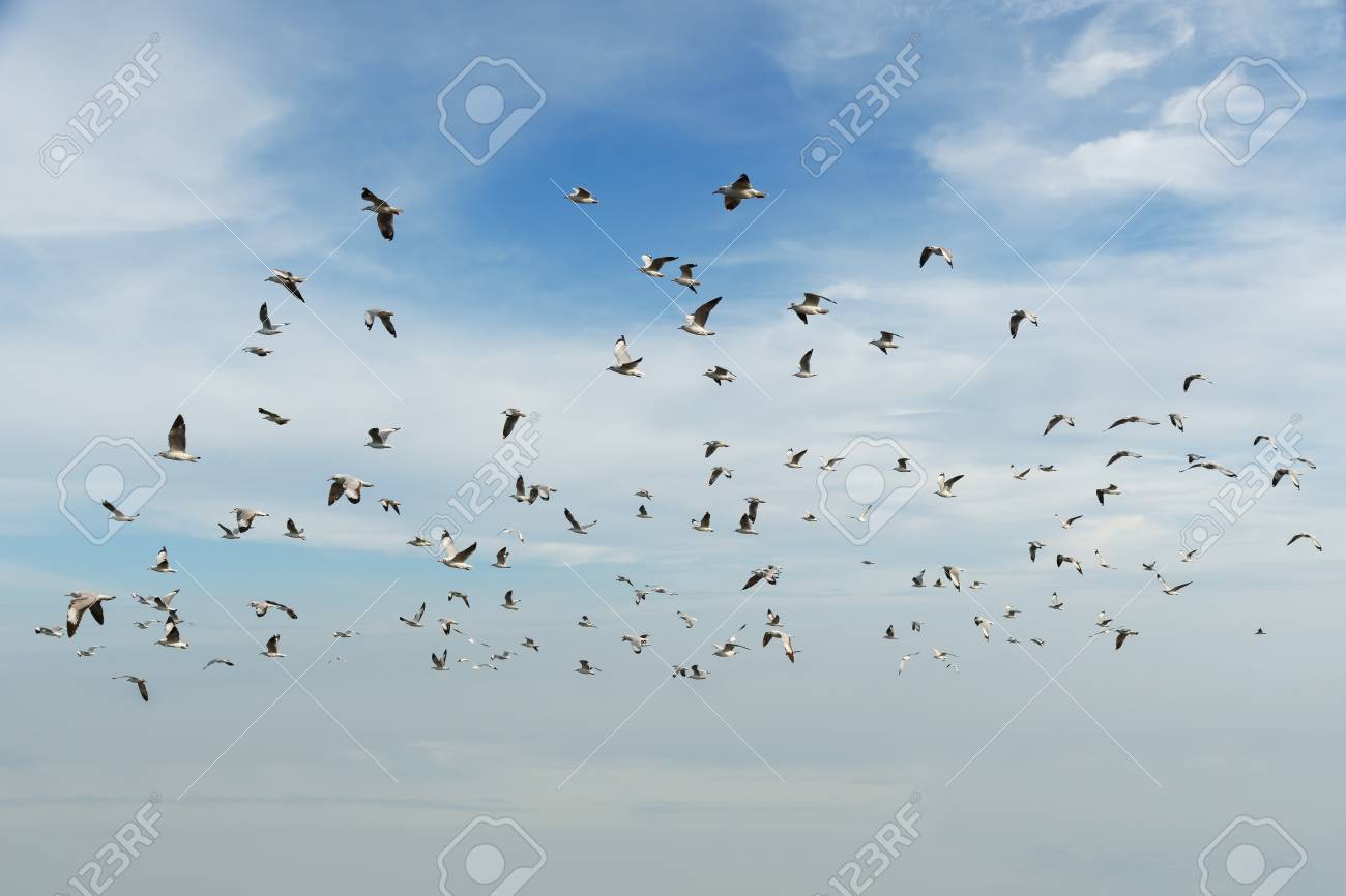 Aprende el nombre de un grupo de aves volando hoy mismo