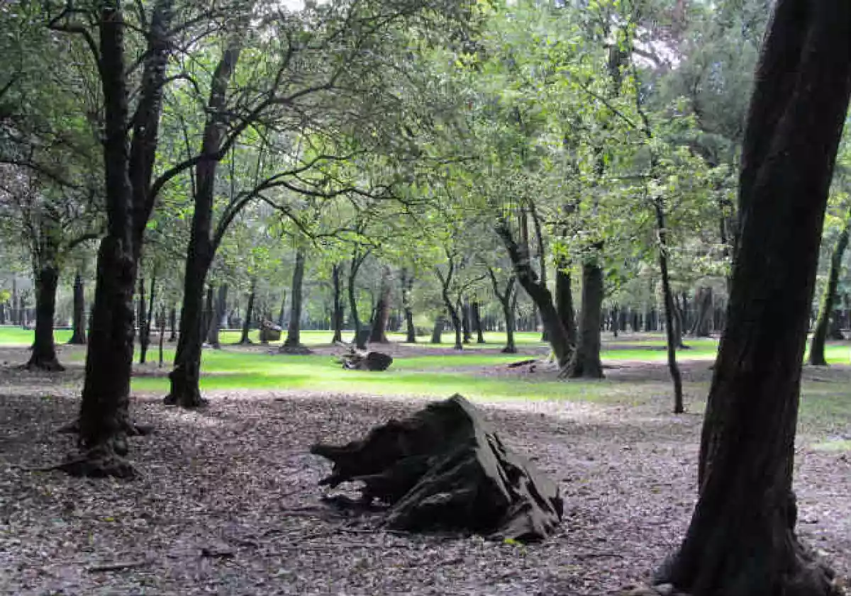 Descubre la naturaleza en el Bosque de Chapultepec II Secc - CDMX