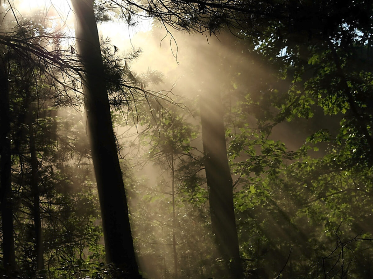Hombre de la mano seca para niños - Descubre el poder de Jesús